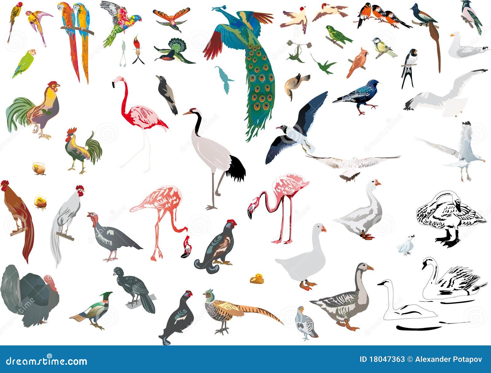 Large Set of Color Isolated Birds Stock Vector - Illustration of ...