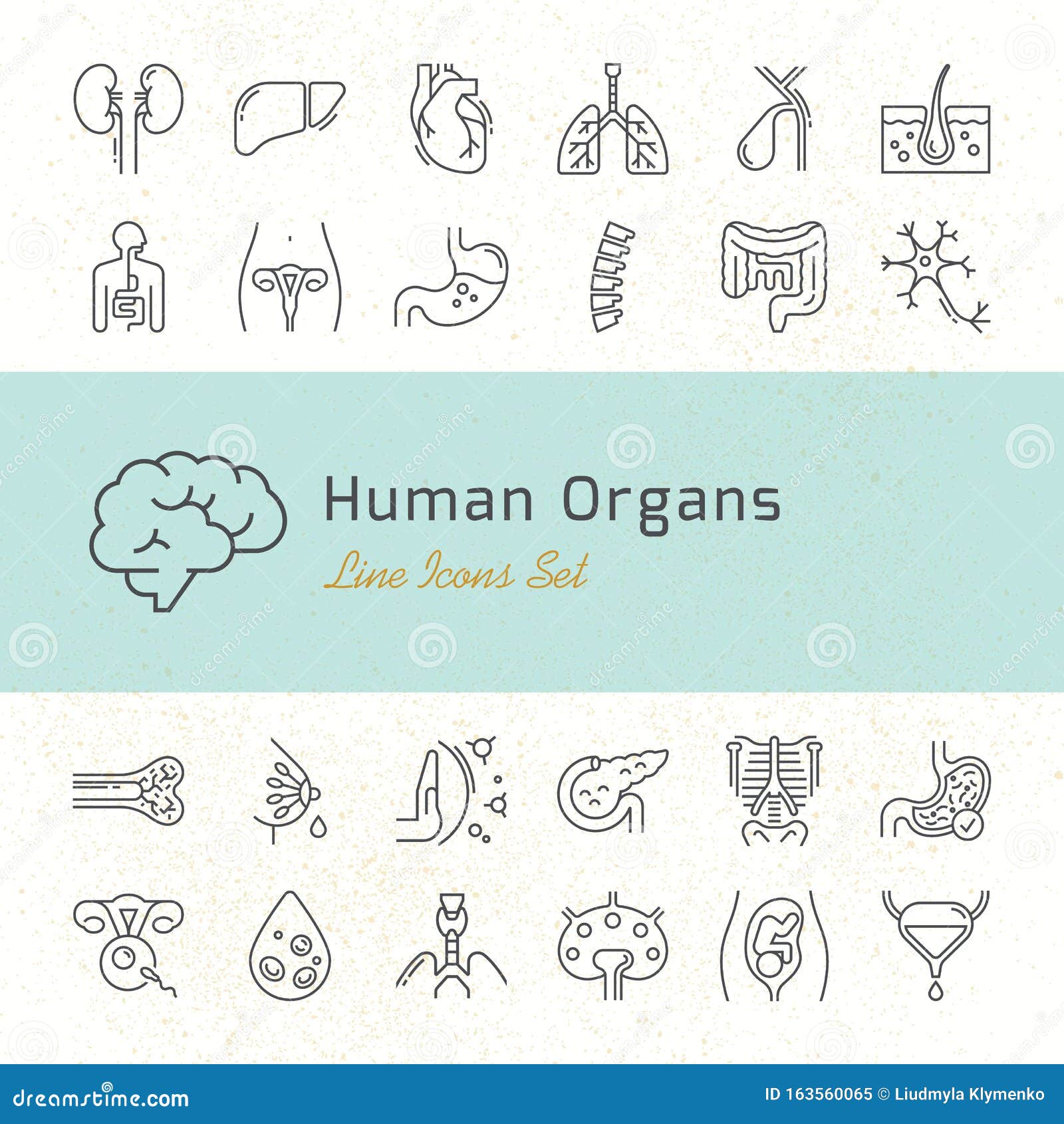Large Set of Linear Icons of Human Organs with Signatures Stock ...