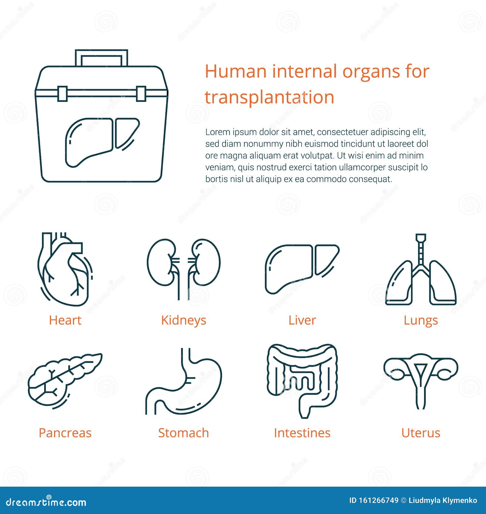 Large Set Of Linear Vector Icons Of Human Internal Organs For ...