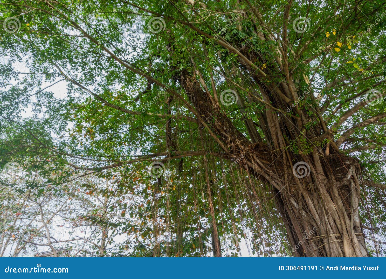 Hyperion Tree, The Tallest Tree In The World, Redwoods National And ...