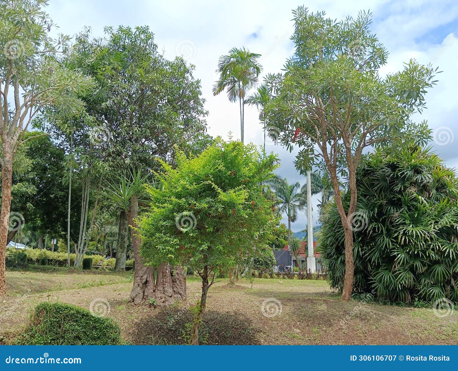 Large Shady Tree with Green Leaves Stock Image - Image of leafy, shady ...