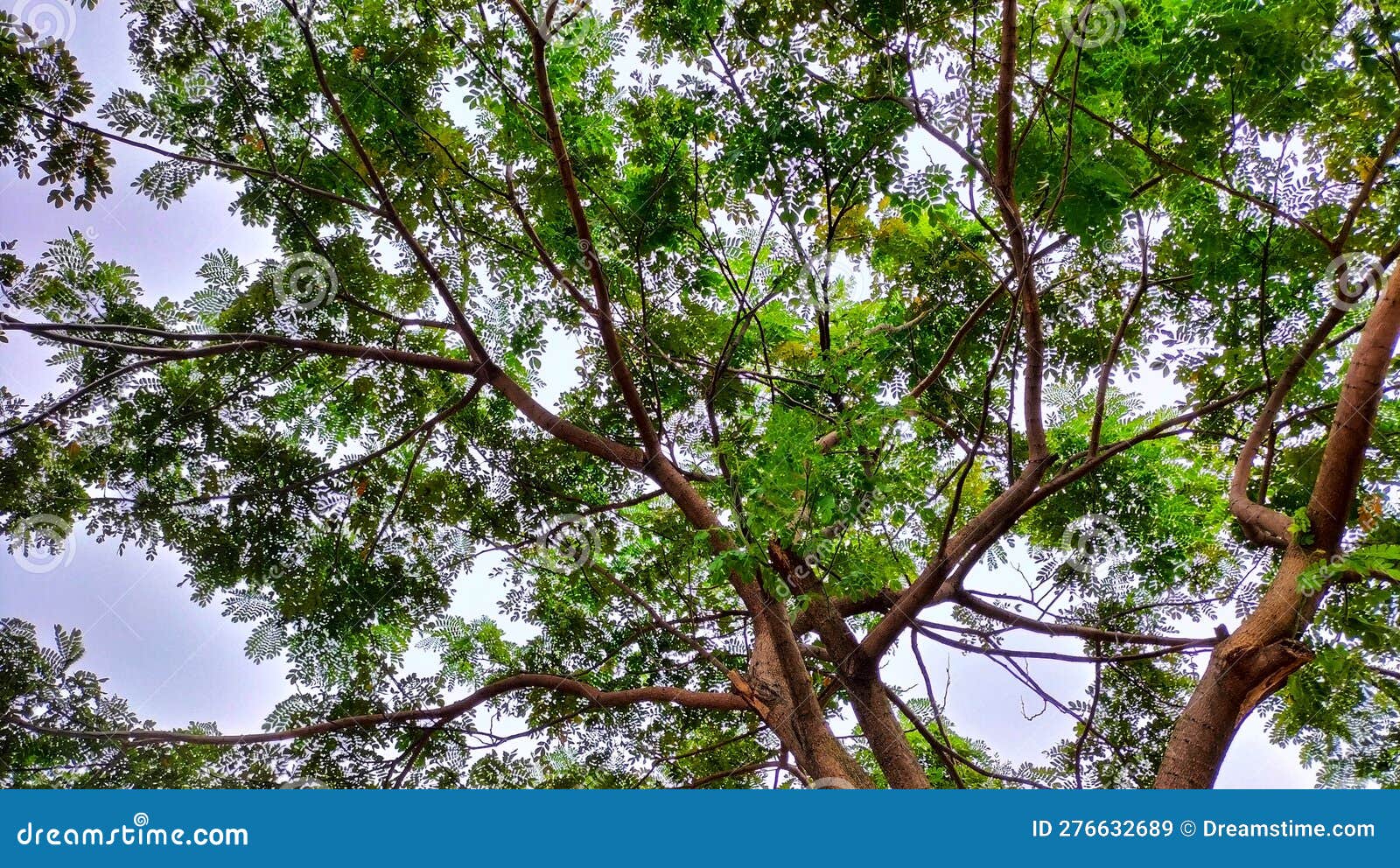 A Large Shady Tree Looks Down Landscape Stock Image - Image of large ...