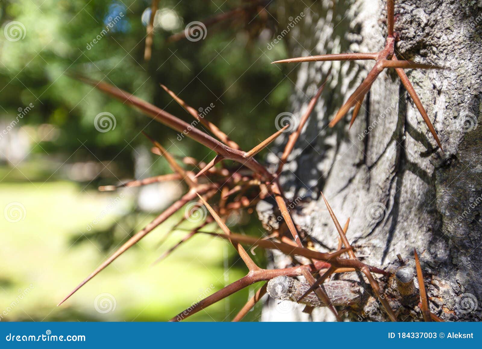 Large Sharp Brown Spines Grow on the Trunk of an Acacia Tree Stock ...