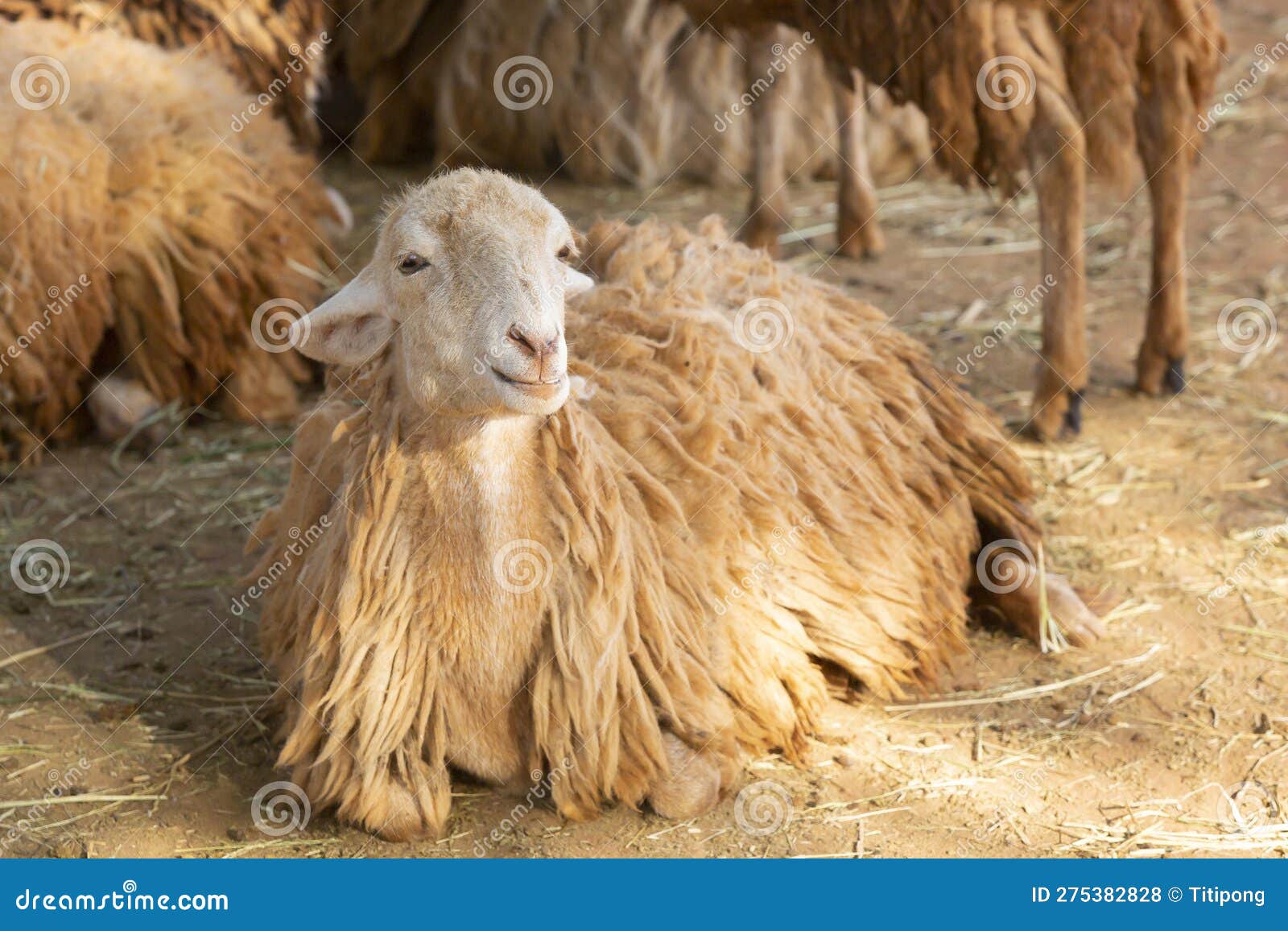 A Large Sheep is Sleeping in the Zoo Stock Photo - Image of farming ...
