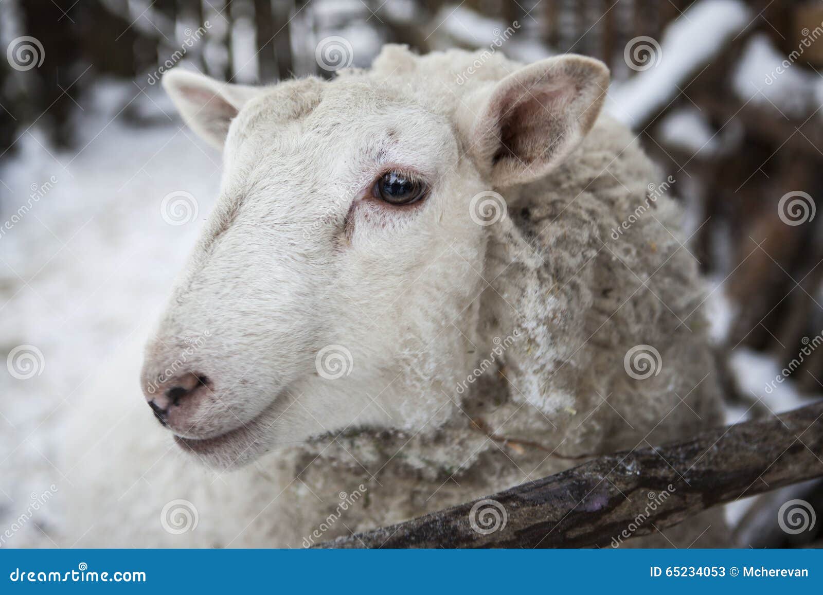Large Sheep in the Snow in the Winter in a Shelter in a Rustic Farm ...