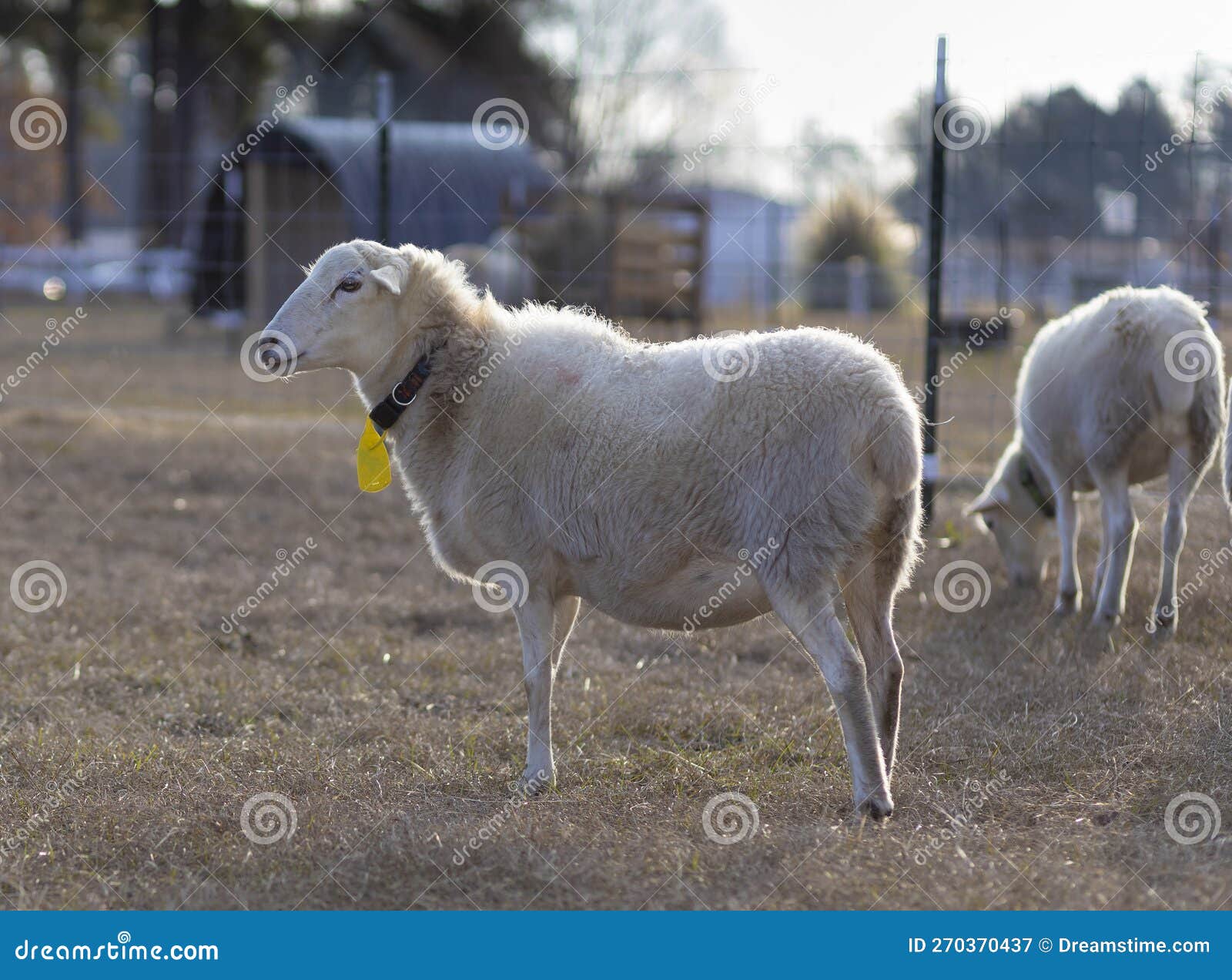 Large Sheep with the Sun Low in the Sky Stock Image - Image of mammal ...