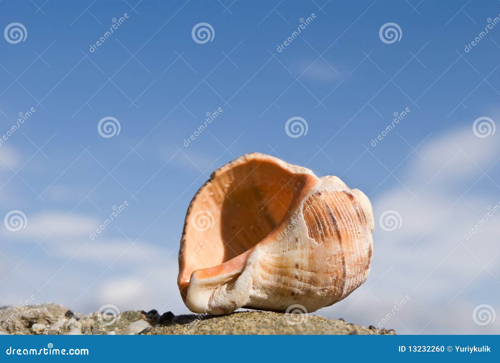 Large shell stock photo. Image of wanderer, magnificent - 13232260