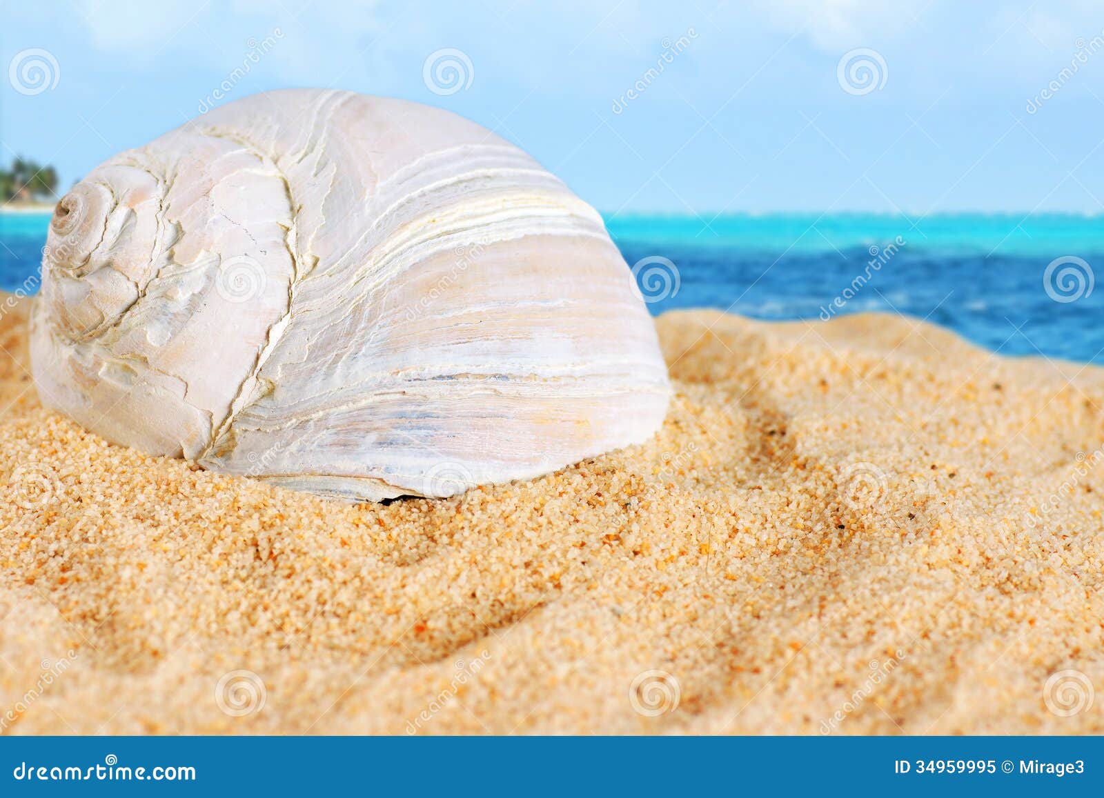 Large Shell on Beach Sand of the Caribbean Stock Image - Image of food ...