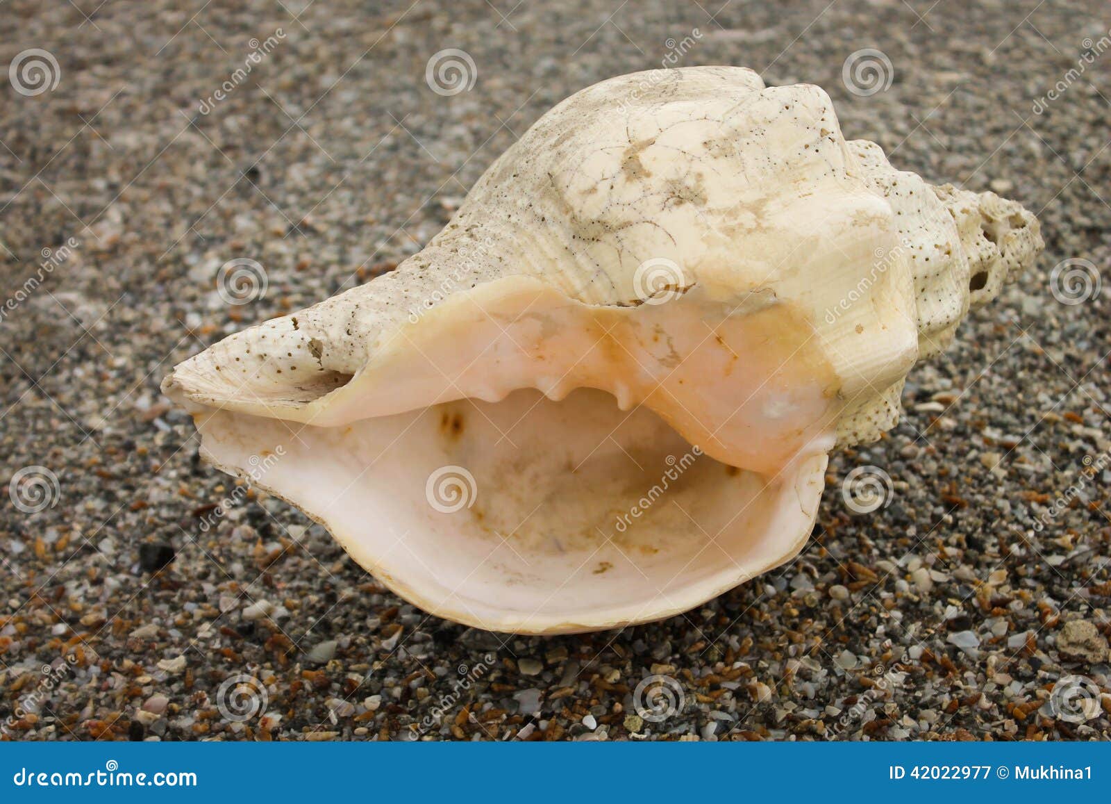 A Large Shell Lies on the Sea Shore Stock Image - Image of lies ...