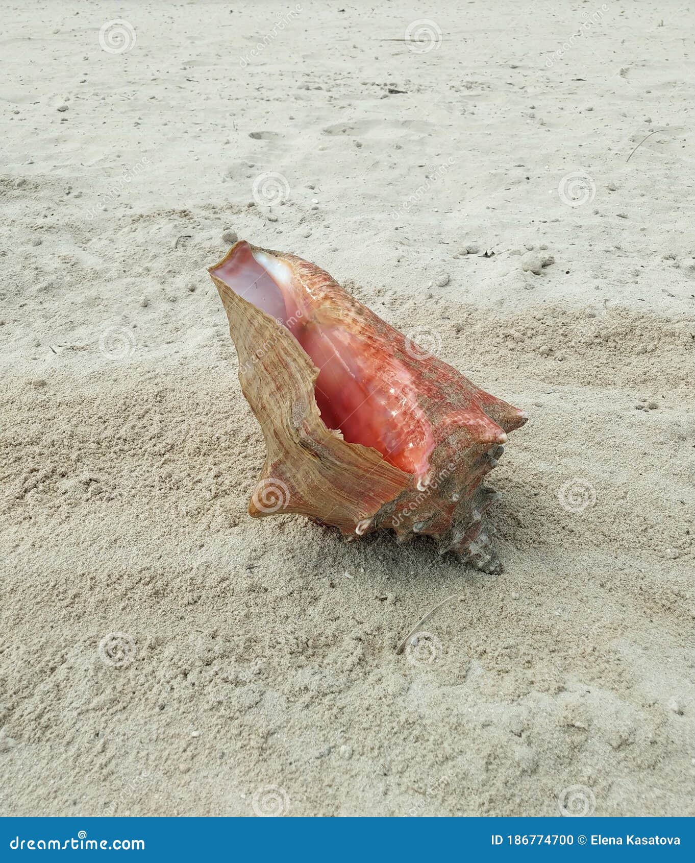 A Large Shell in the Sand. Seashells on the Beach Stock Photo - Image ...