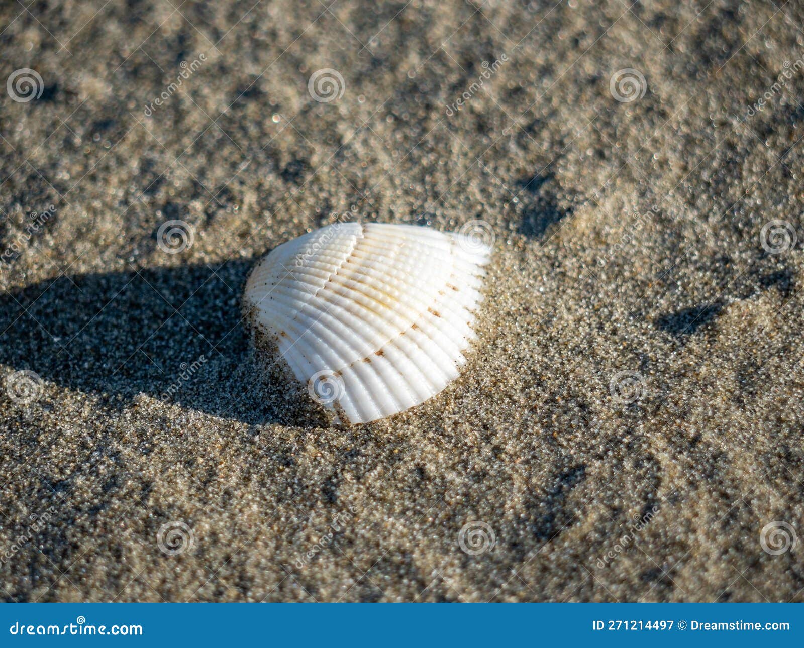 A Large Shell Sits in the Sand on a Beach by Itself Stock Image - Image ...