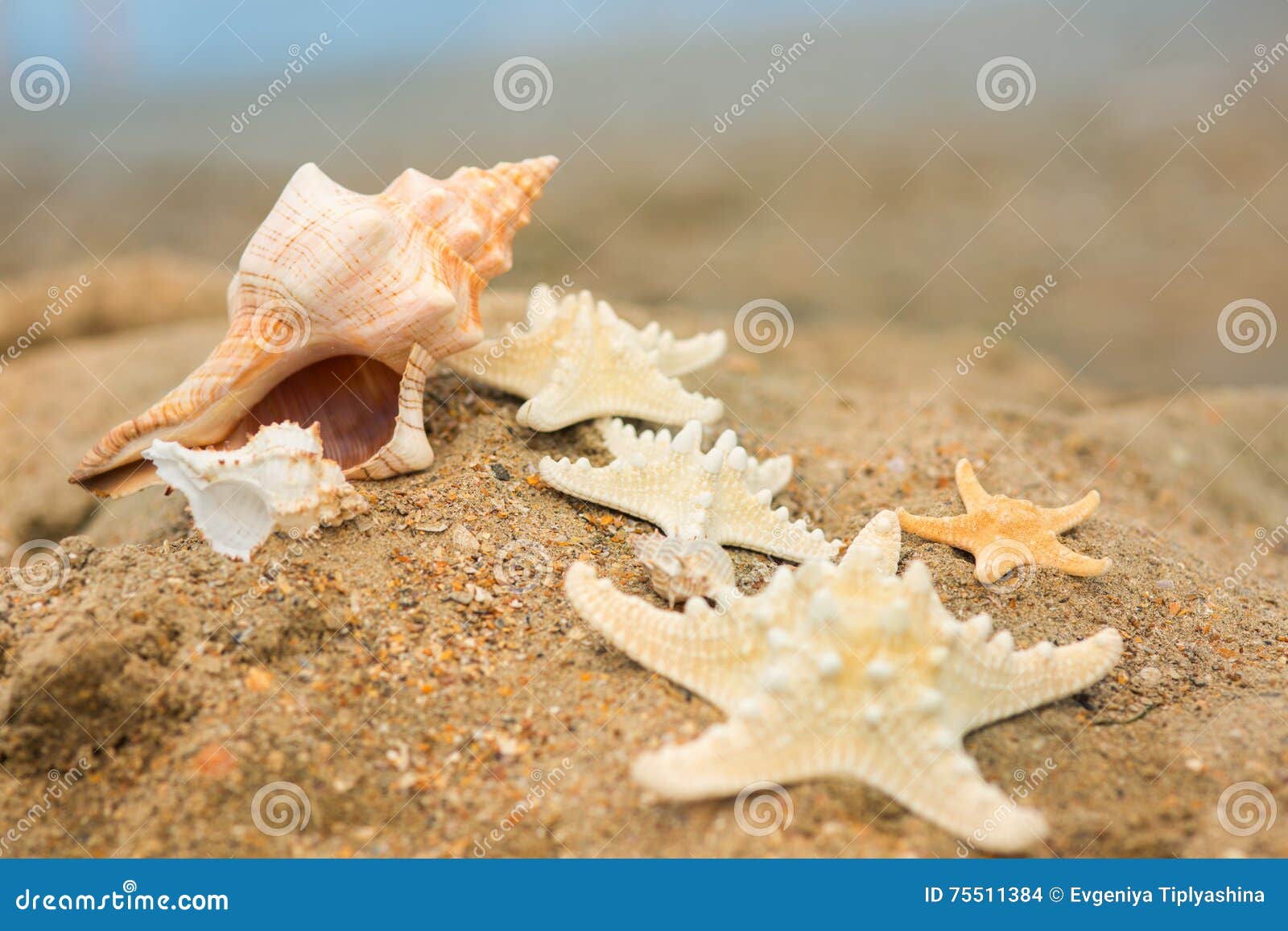 Large shell and starfish stock photo. Image of sand, textured - 75511384