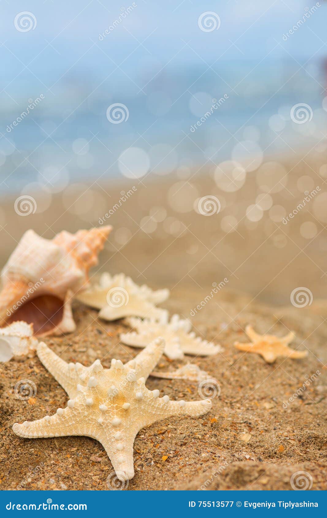 Large shell and starfish stock image. Image of color - 75513577