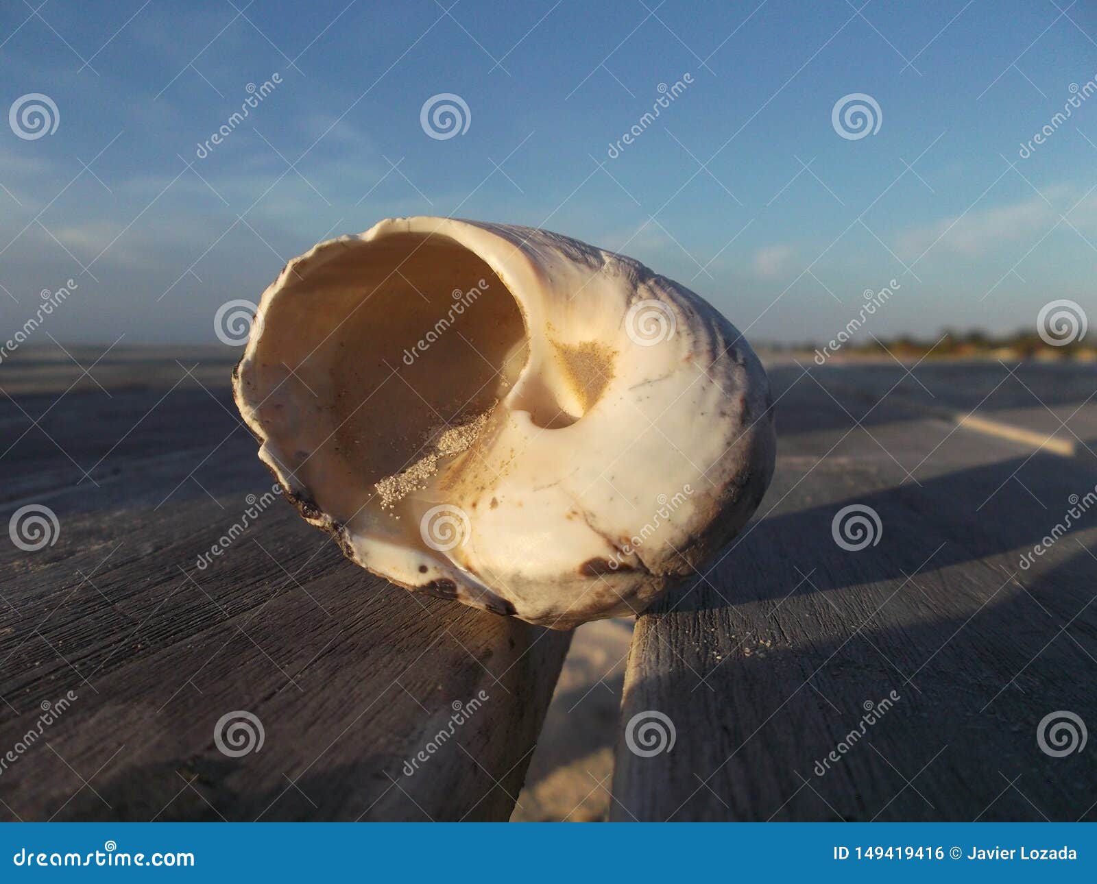 Large Shells on the Dock in Front of the Beach Stock Photo - Image of ...