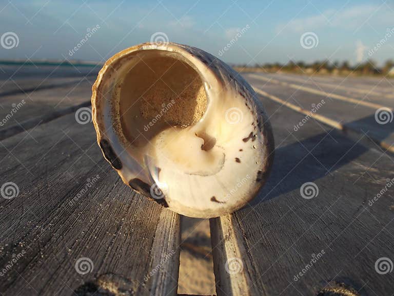 Large Shells on the Dock in Front of the Beach Stock Photo - Image of ...