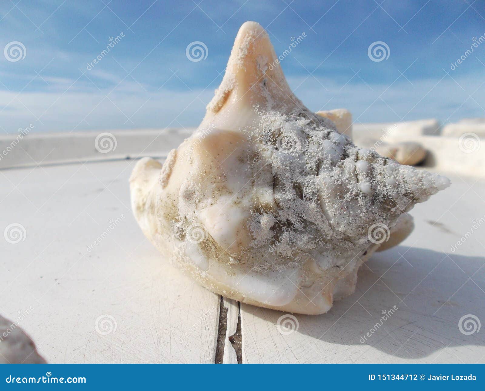 Large Shells on the Dock in Front of the Beach Stock Photo - Image of ...