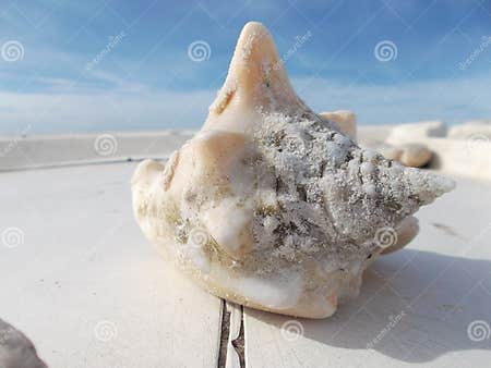 Large Shells on the Dock in Front of the Beach Stock Photo - Image of ...