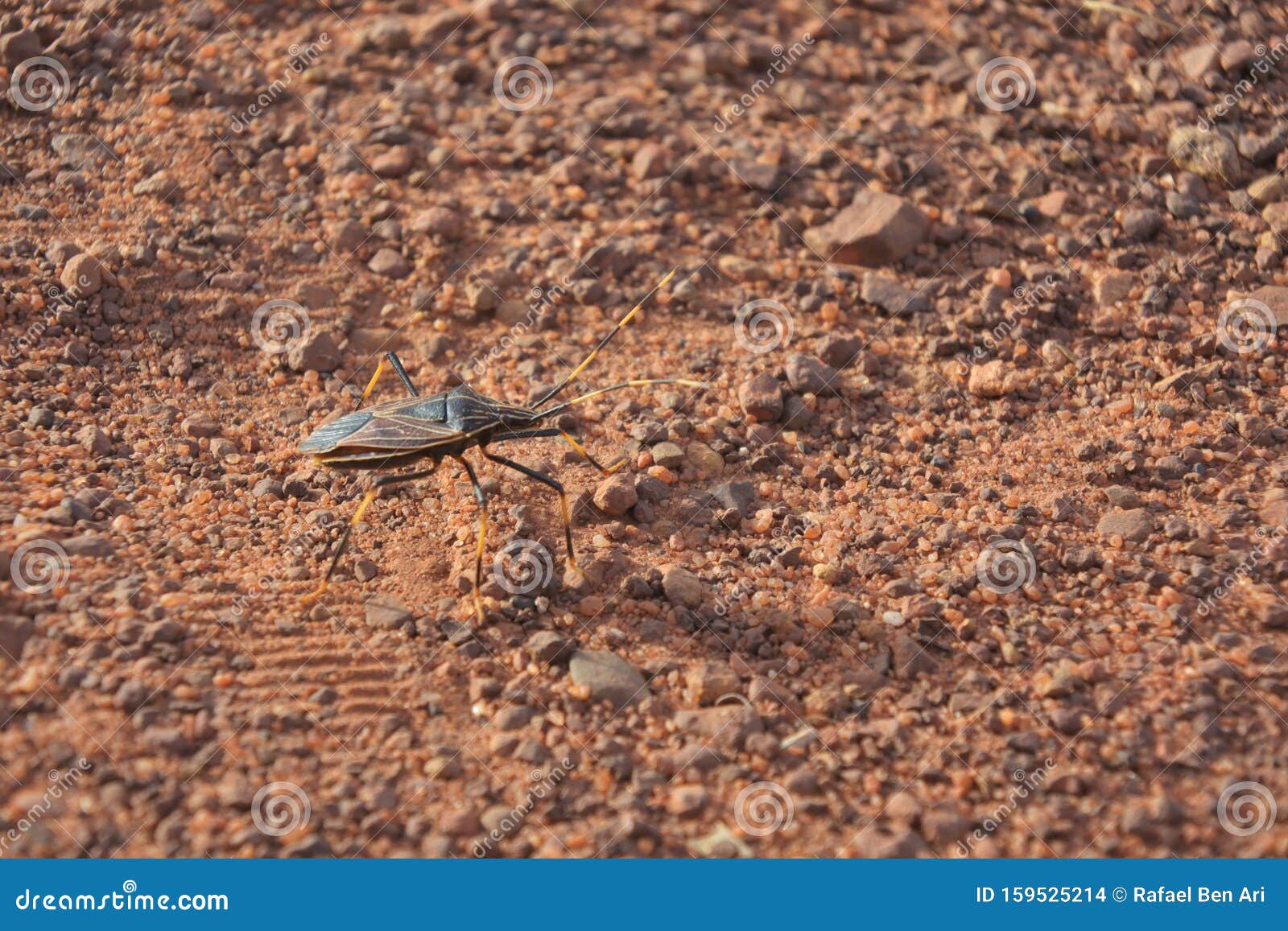 Large Shield Bug Walking on Desert Ground in Western Australia Stock ...