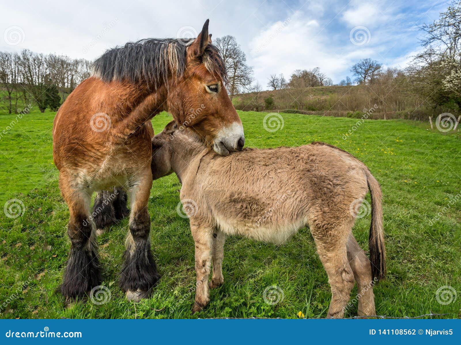 Large Shire Horse and Small Donkey Biting Stock Photo - Image of little ...
