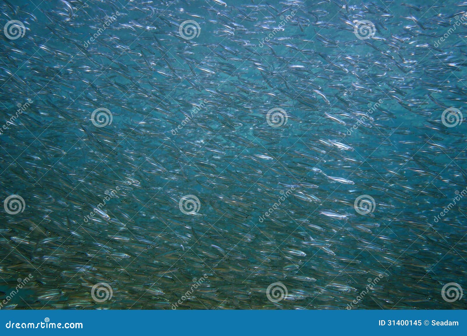 Large shoal of young fish stock image. Image of life - 31400145