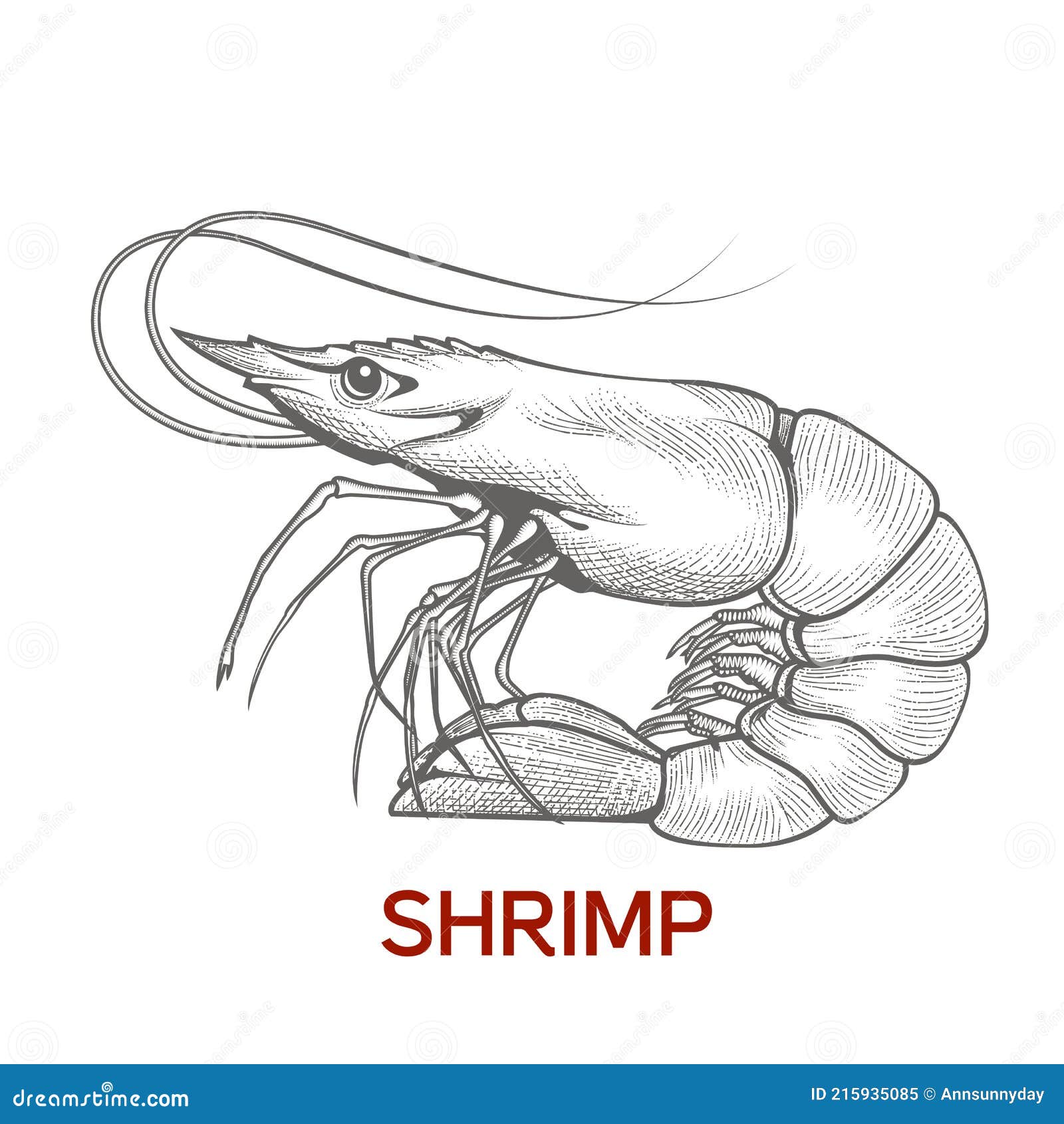 Large Shrimp Sketch, Hand Drawn Prawn in Engraved Graphic Style for ...