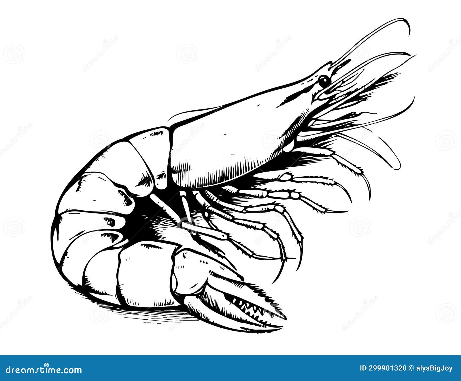 Large Shrimp Sketch, Hand Drawn Prawn in Engraved Graphic Style Stock ...