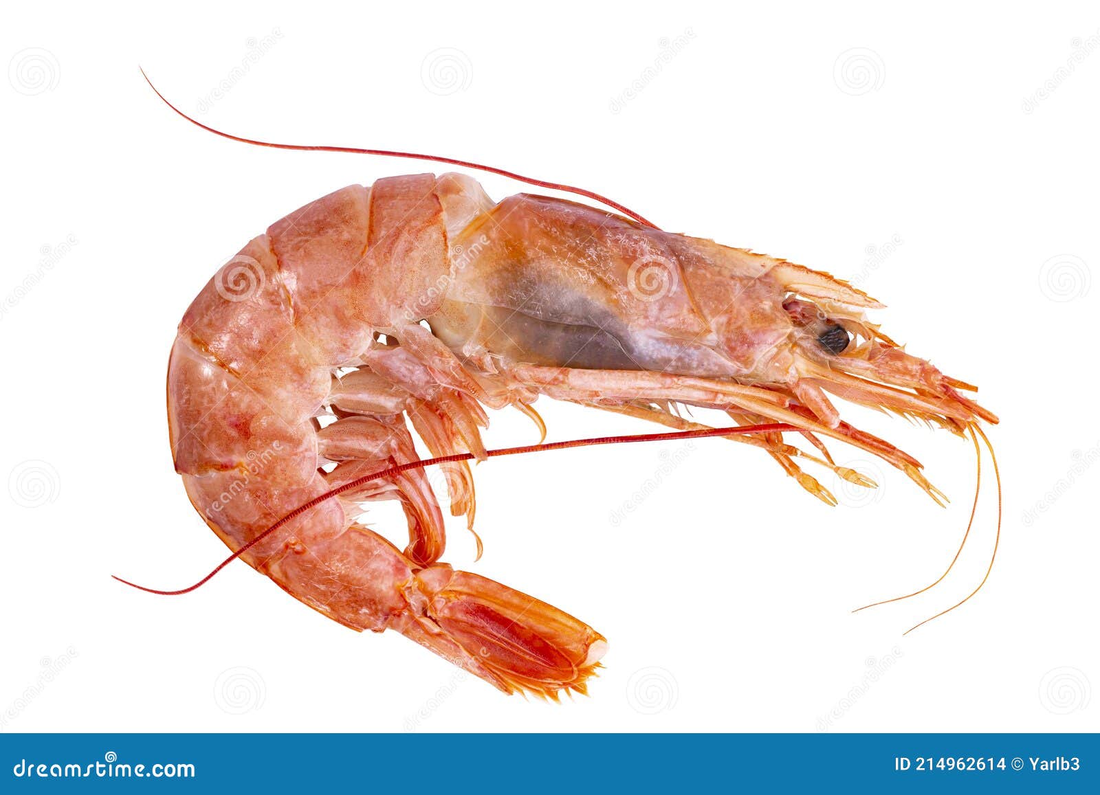 Large White Shrimp Pictures