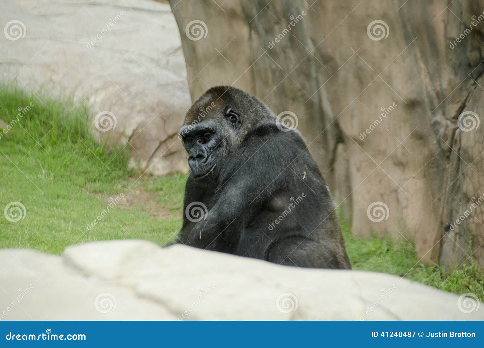 Large silver back ape stock image. Image of black, monkey - 41240487