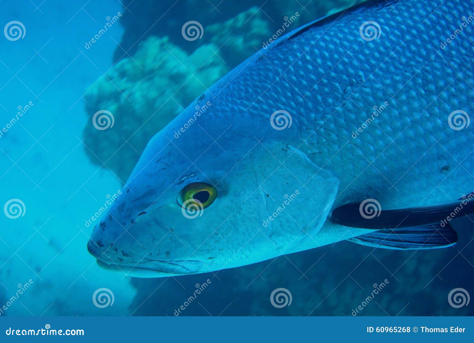 Large silver fish closeup stock photo. Image of equipment - 60965268