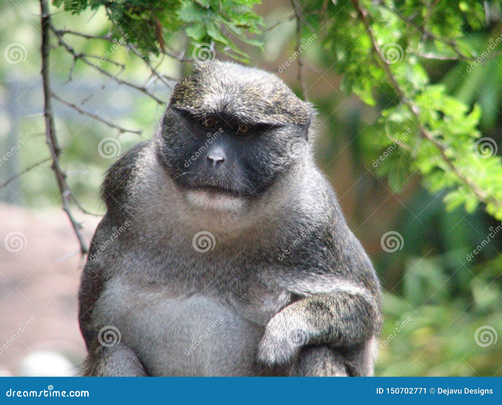 Large Silver Monkey with a Serious Expression Stock Image - Image of ...