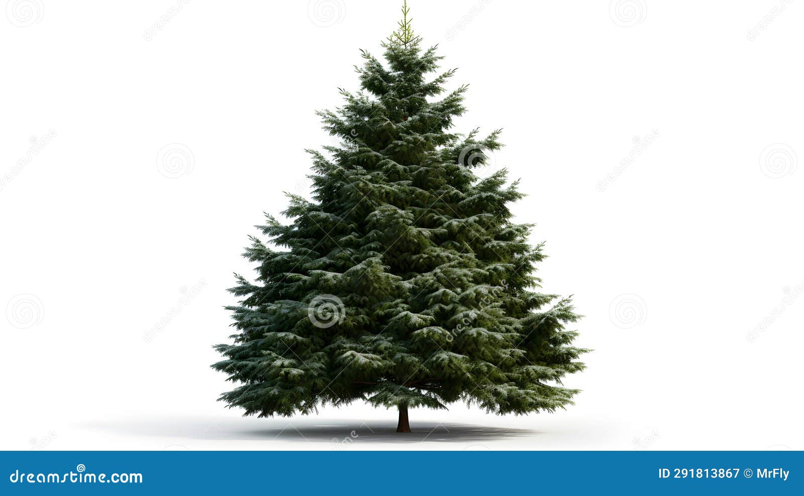 Large Single Fir Tree Isolated on White Background Stock Illustration ...