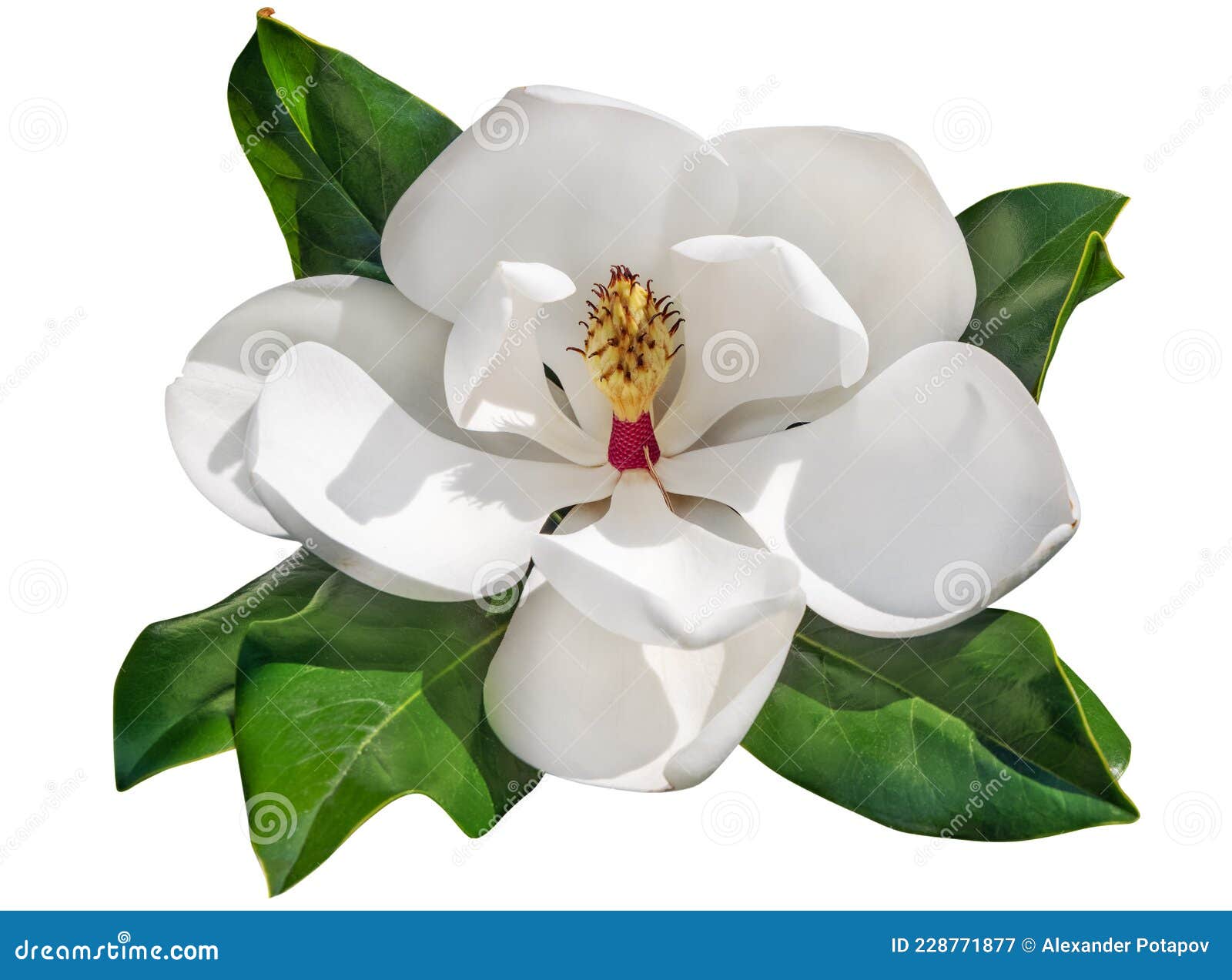 Large Single Magnolia Bloom in Green Leaves Isolated on White Stock ...