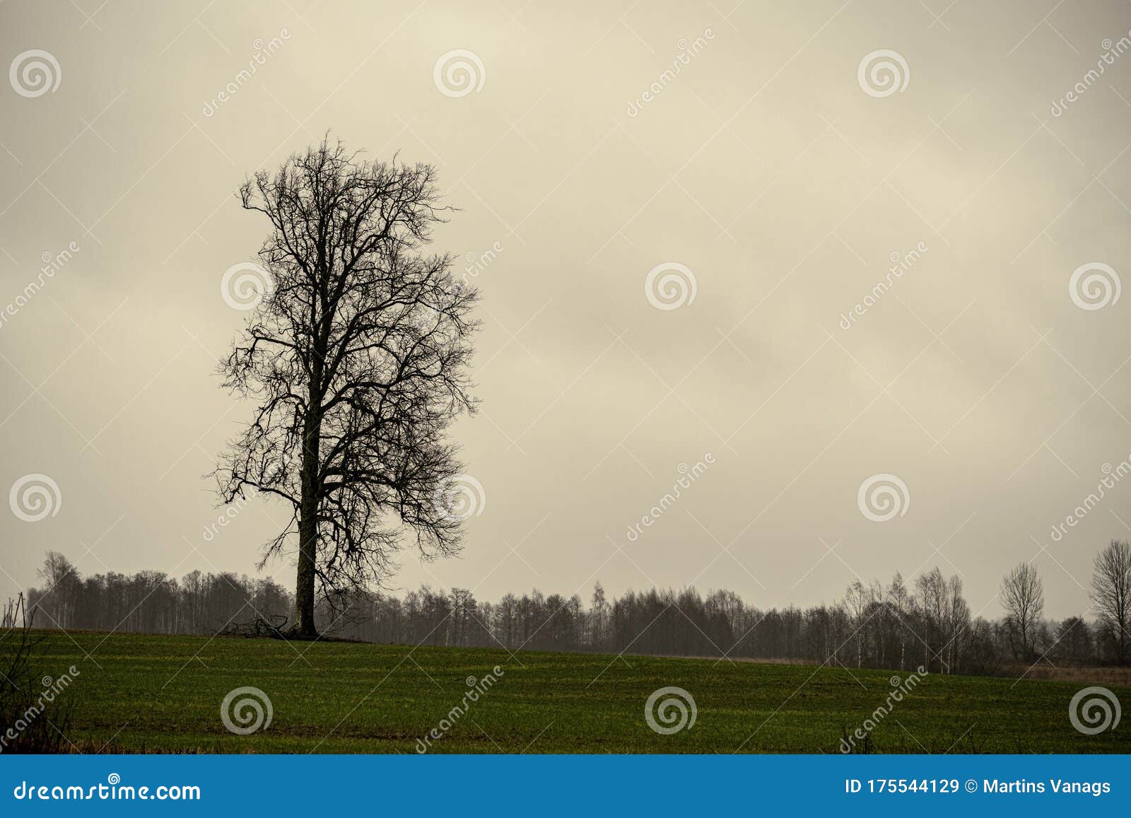 Large Single Tree with No Leaves in the Middle of Field Stock Image ...
