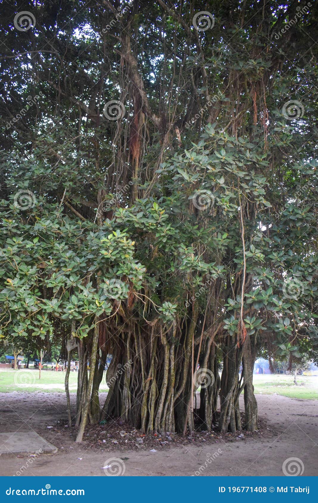 Large Size Banyan Tree with Lots of Roots Stock Photo - Image of banyan ...