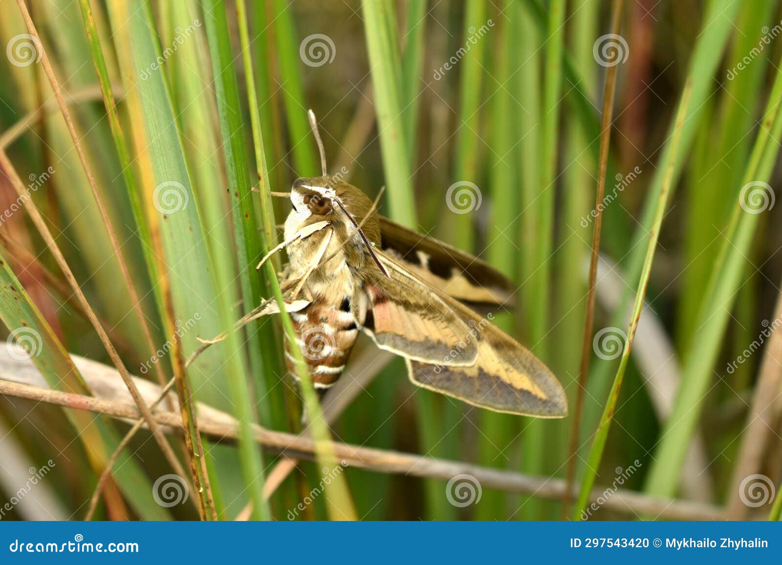 Bedstraw Hawkmoth, Night Moth. Stock Photo - Image of lepidoptera ...