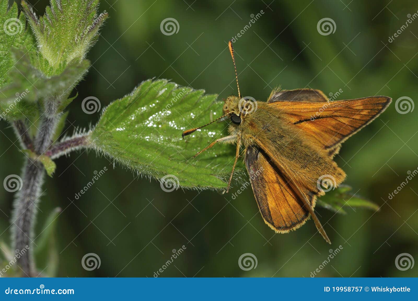 Large Skipper Butterfly stock image. Image of skipper - 19958757