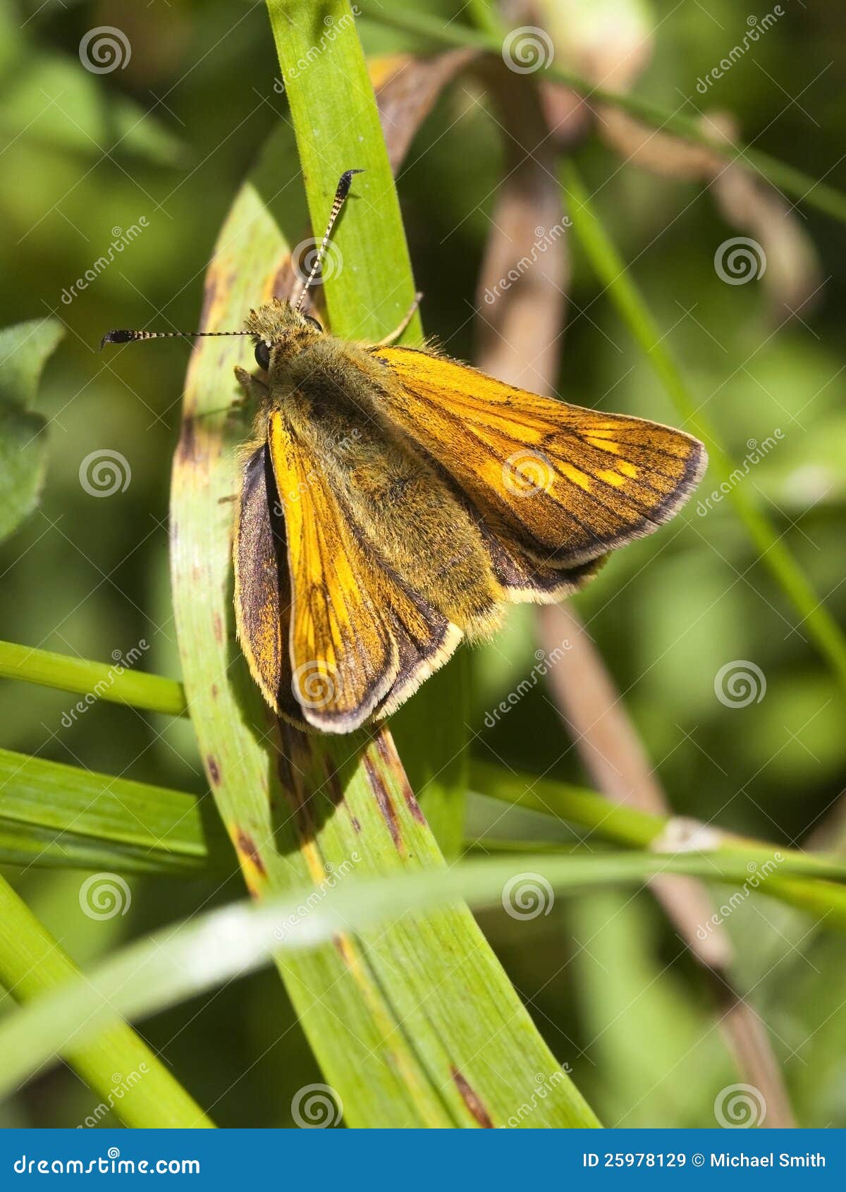 Large skipper butterfly stock image. Image of animals - 25978129