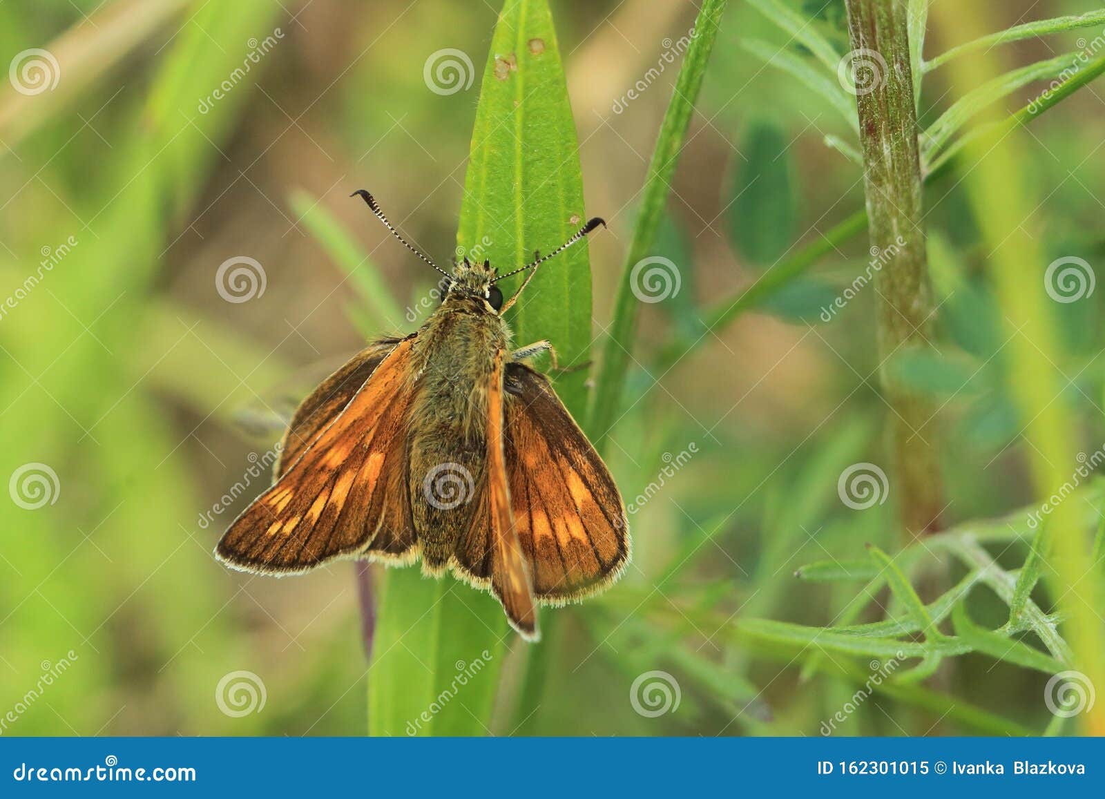 Large skipper stock image. Image of ochlodes, outdoor - 162301015