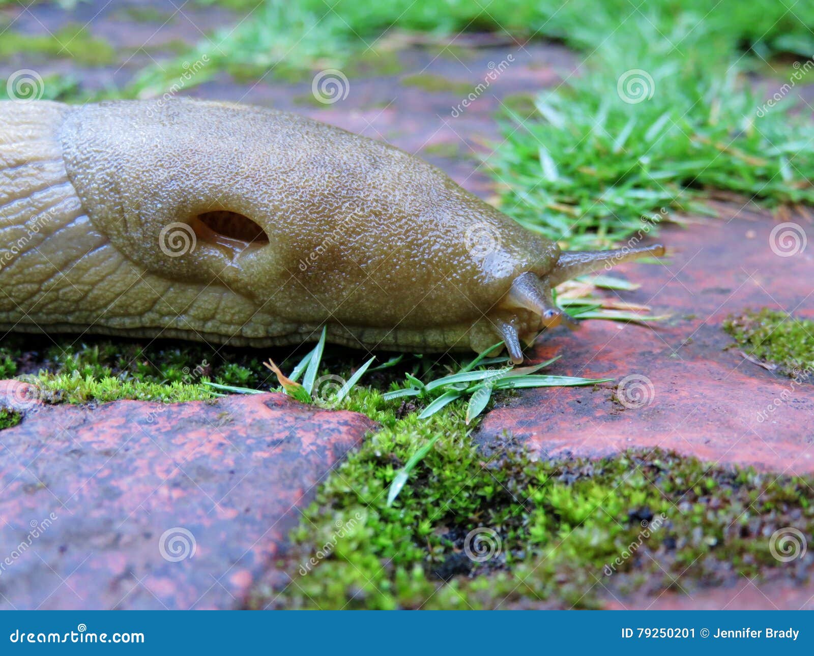 Large Slug Crawling In The Grass Royalty-Free Stock Image ...