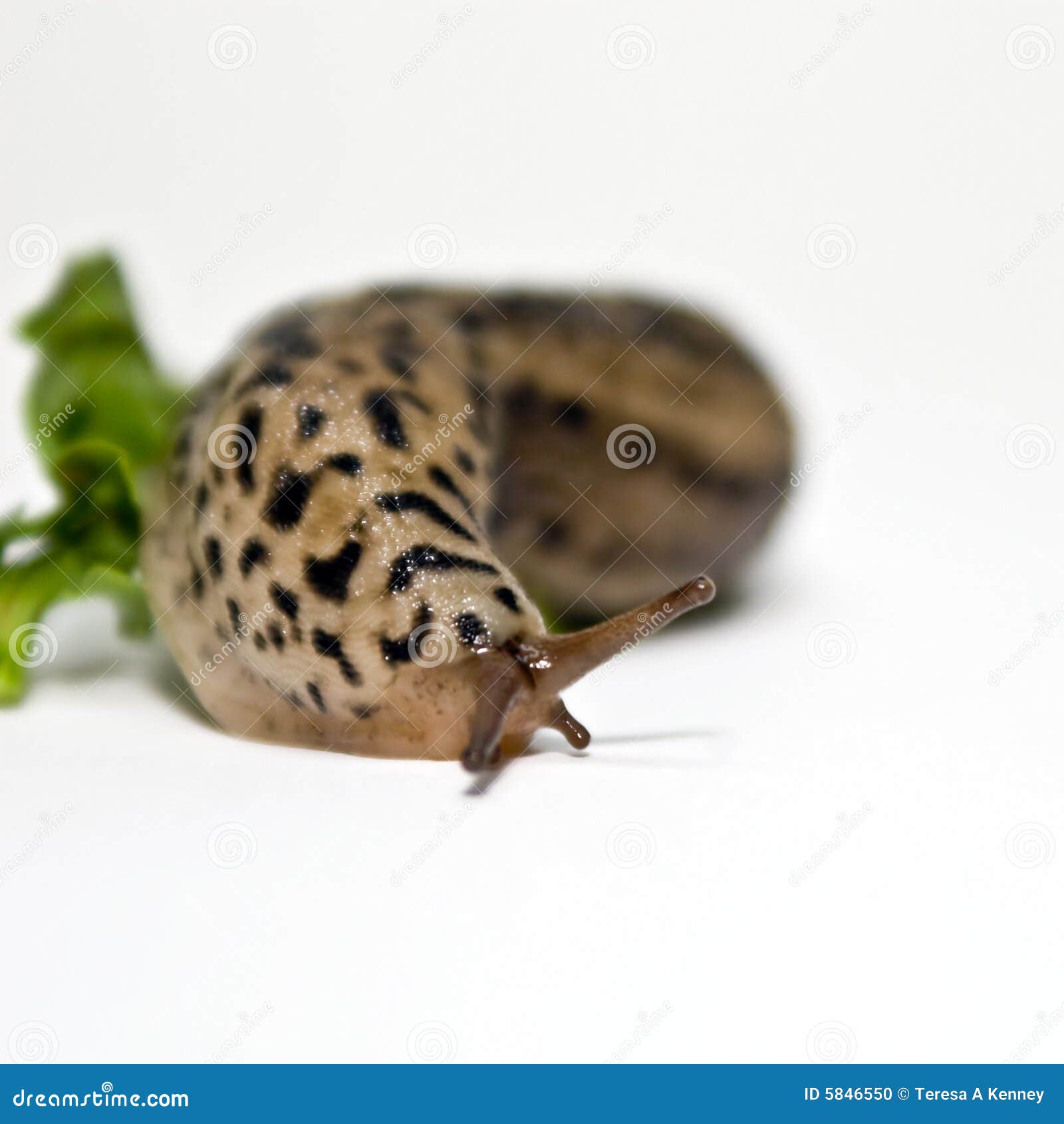 Large Slug: Gastropod Mollusk Stock Photo - Image of invertebrate ...