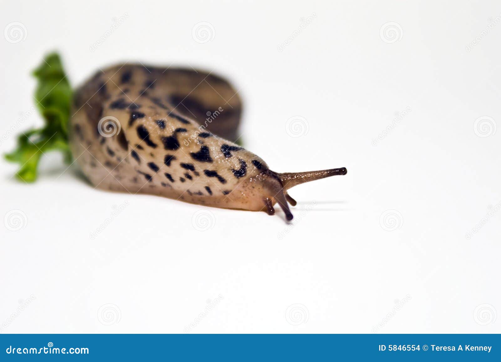 Large Slug: Gastropod Mollusk Stock Photo - Image of slimy, species ...