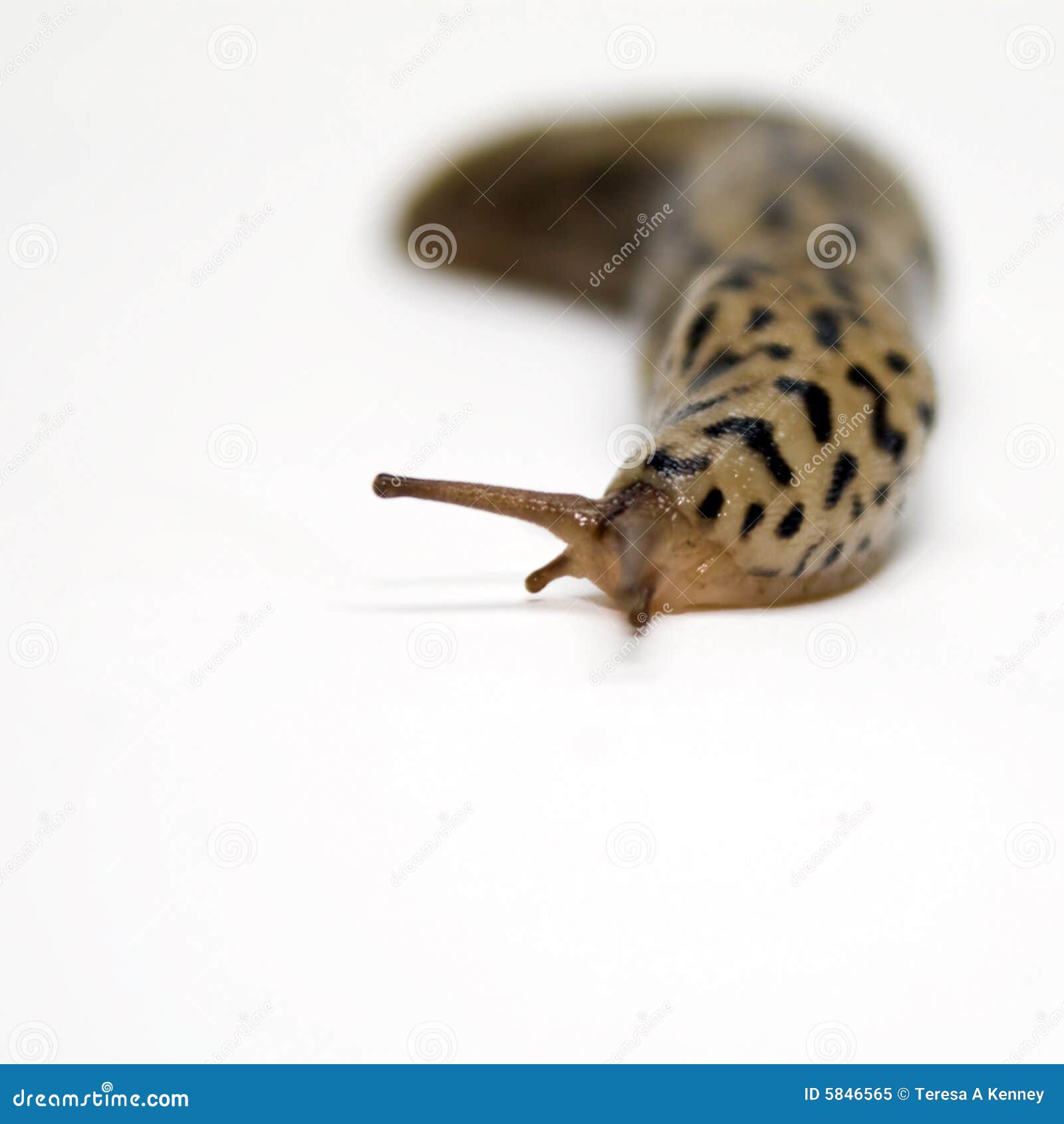 Large Slug: Gastropod Mollusk Stock Image - Image of breathing, insect ...