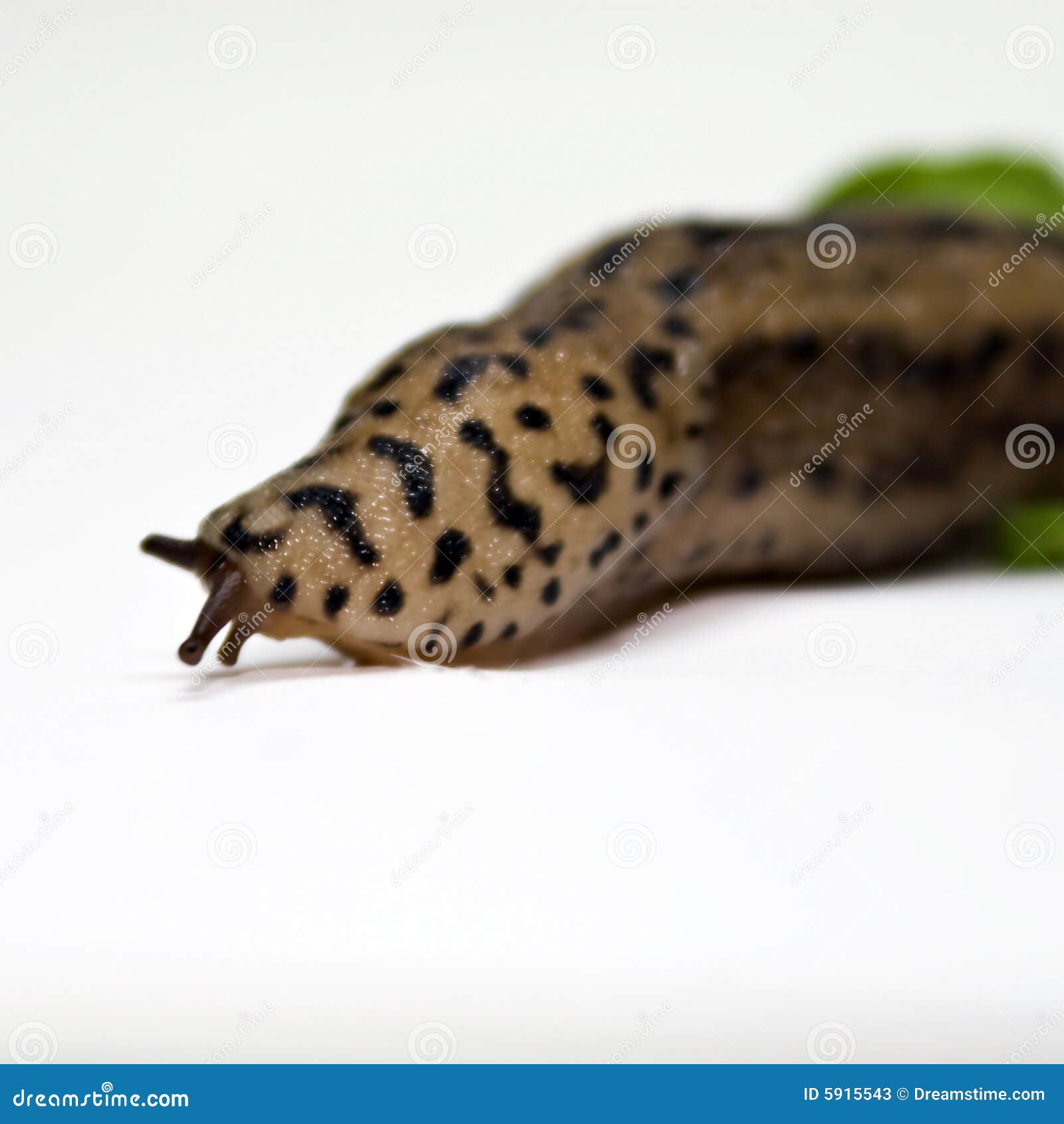 Large Slug: Gastropod Mollusk Stock Image - Image of white, pest: 5915543