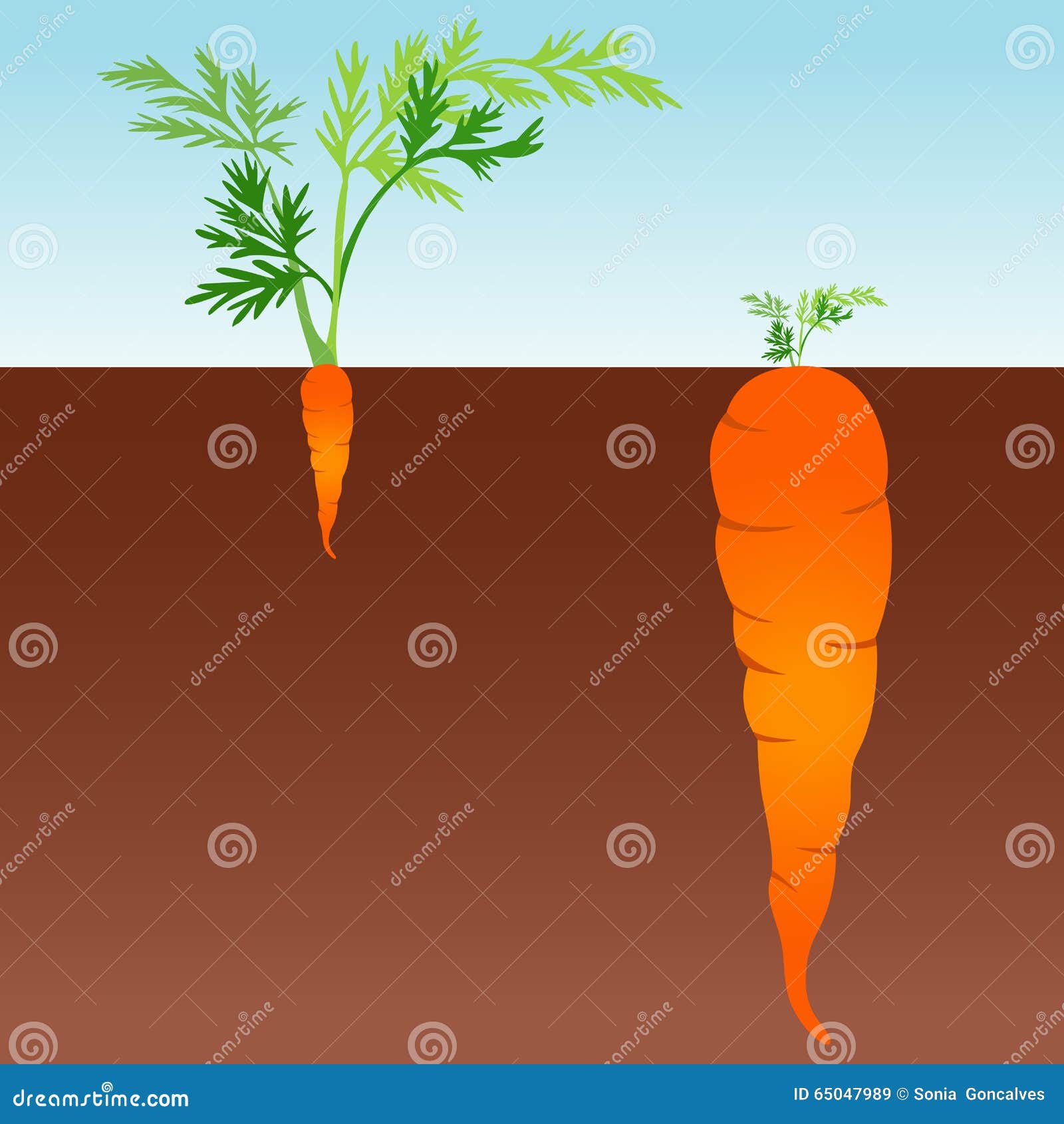 Large And Small Carrot Cartoon Vector | CartoonDealer.com #65047989
