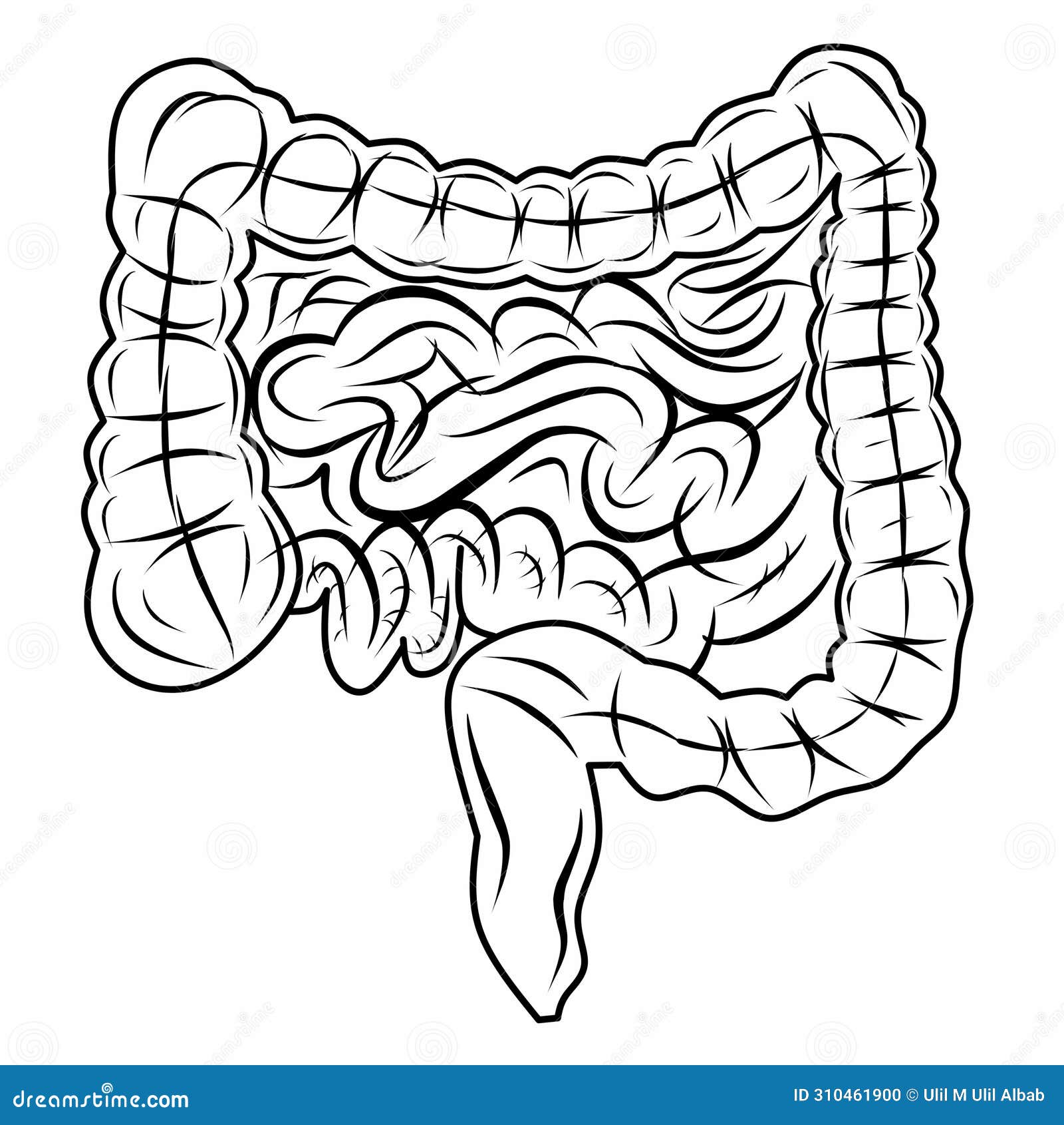 Large and Small Intestine Line Icon or Digestive System Symbol Stock ...