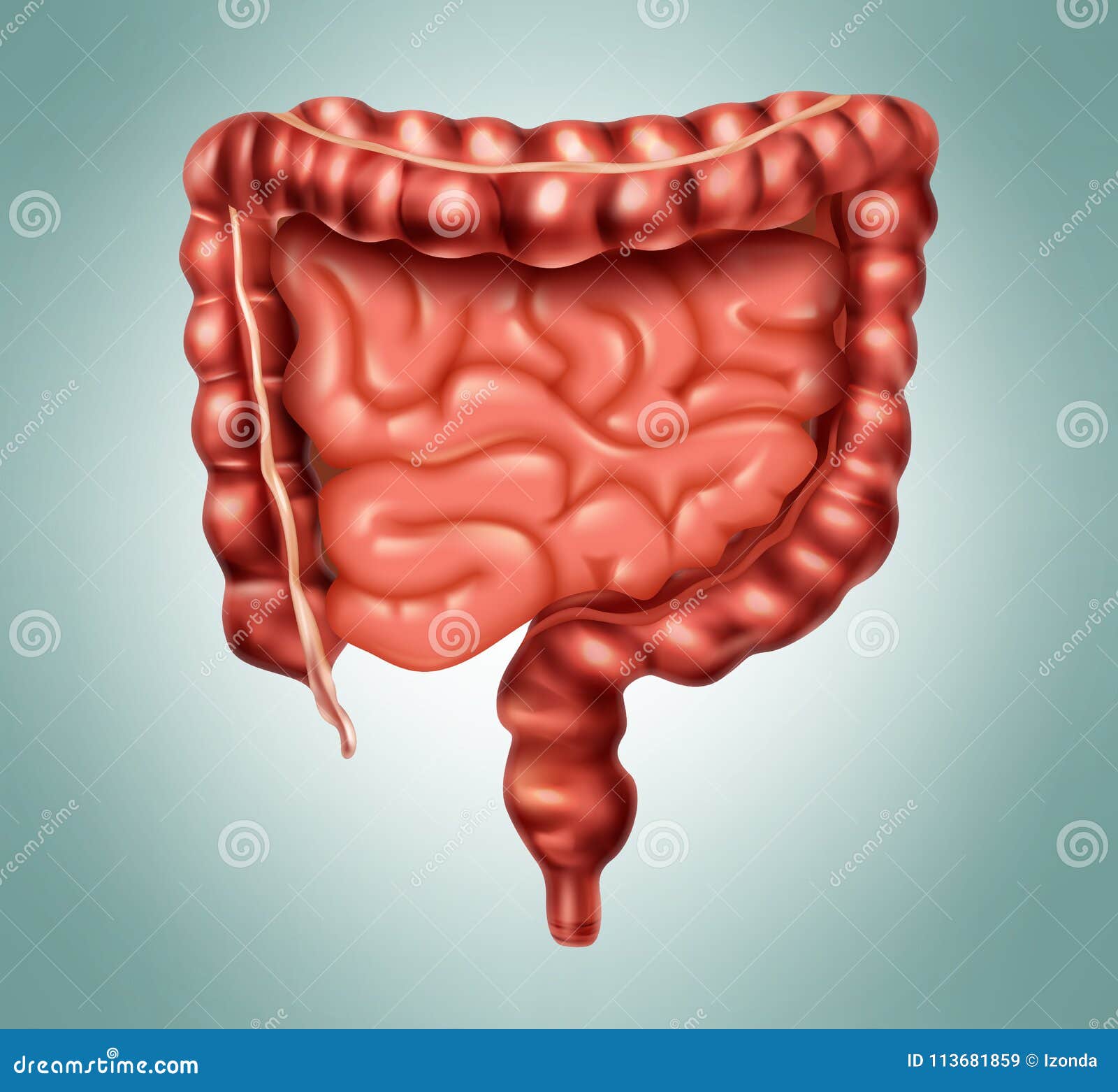 Large and small intestine stock vector. Illustration of digestive ...