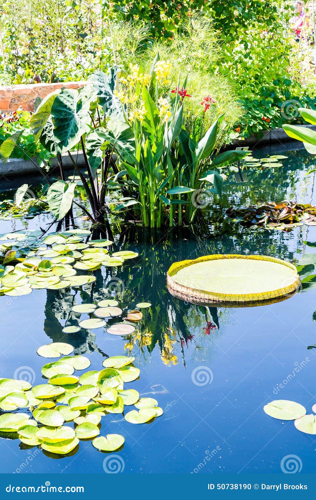 Large and Small Lilly Pads stock photo. Image of pond - 50738190