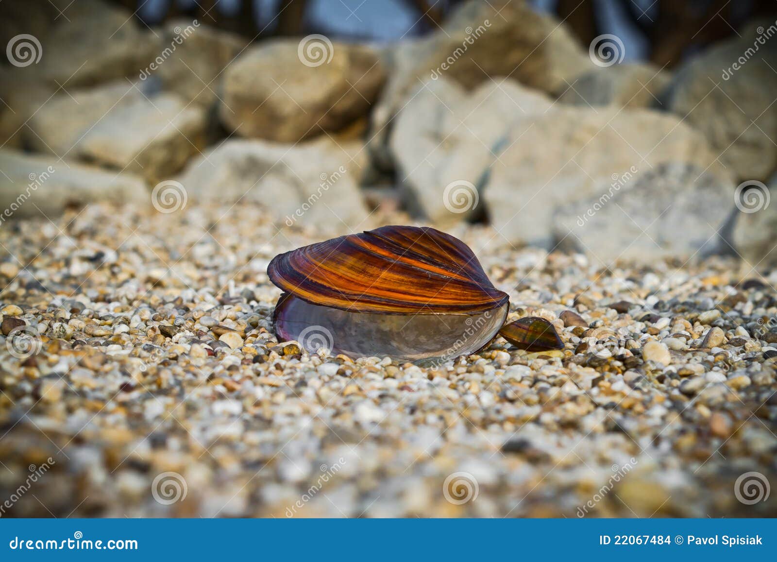 Large and small mussel stock photo. Image of brown, sand - 22067484