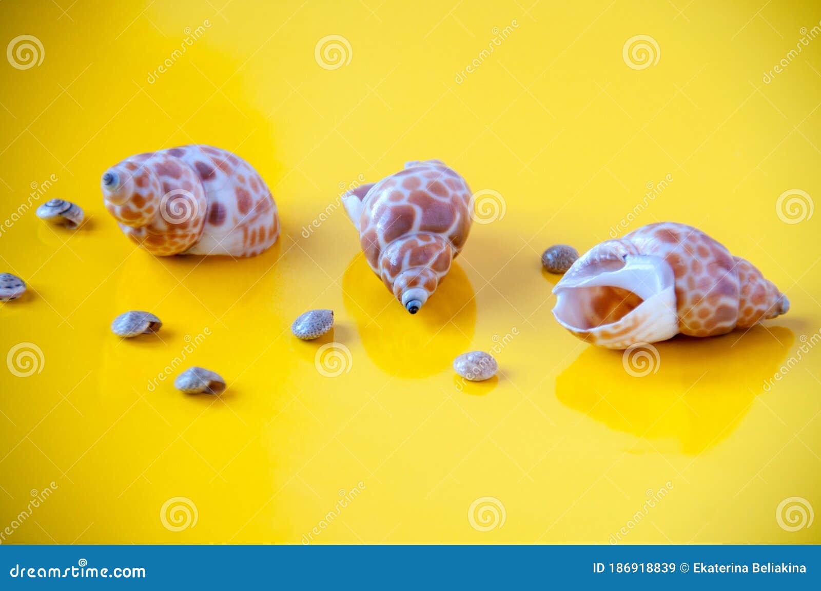Large and Small Sea Shells on a Yellow Background Stock Image - Image ...