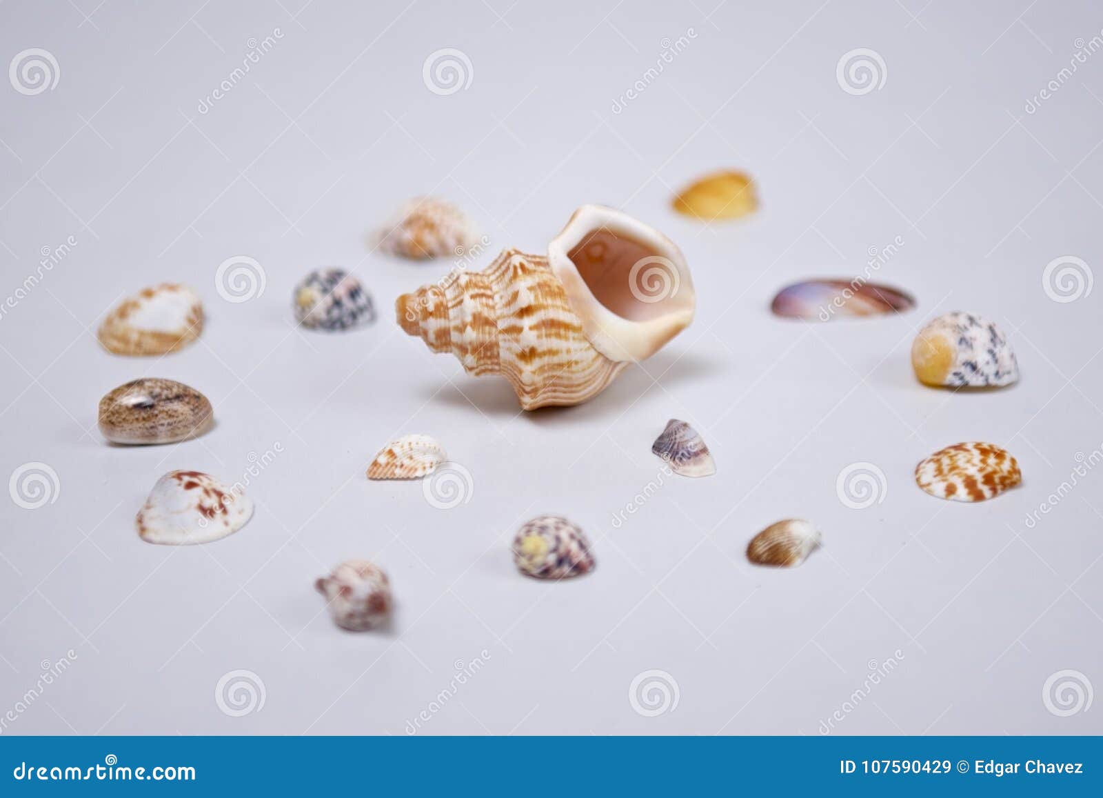 Large and Small Seashells on White Stock Image - Image of display ...
